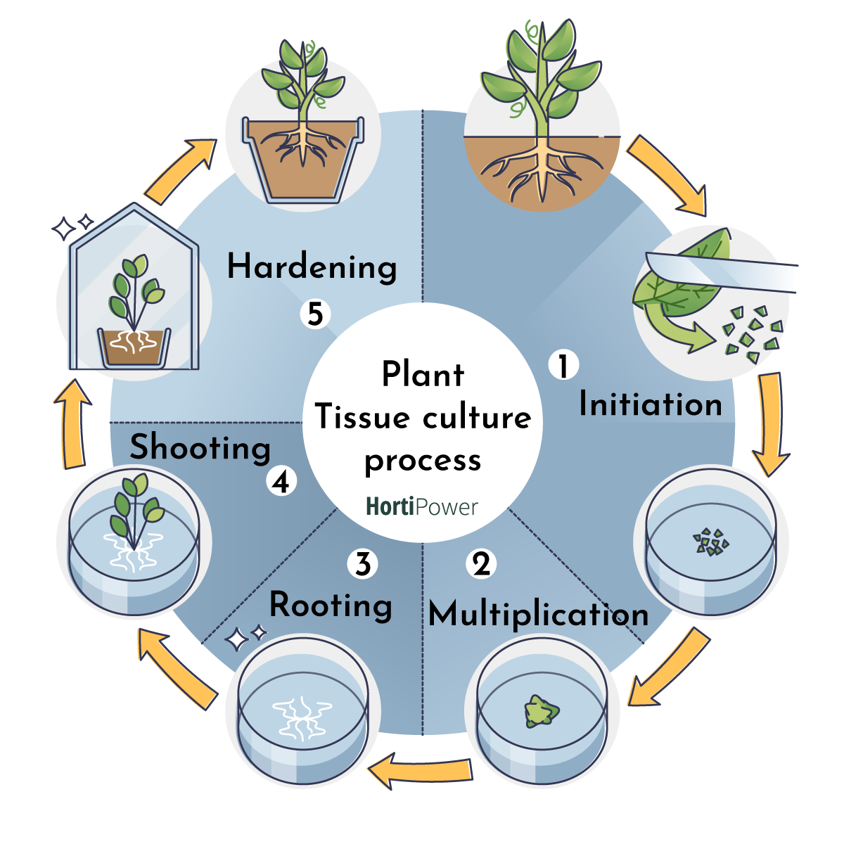 Plant Tissue Culture Diagram Plant Tissue Culture Diagram