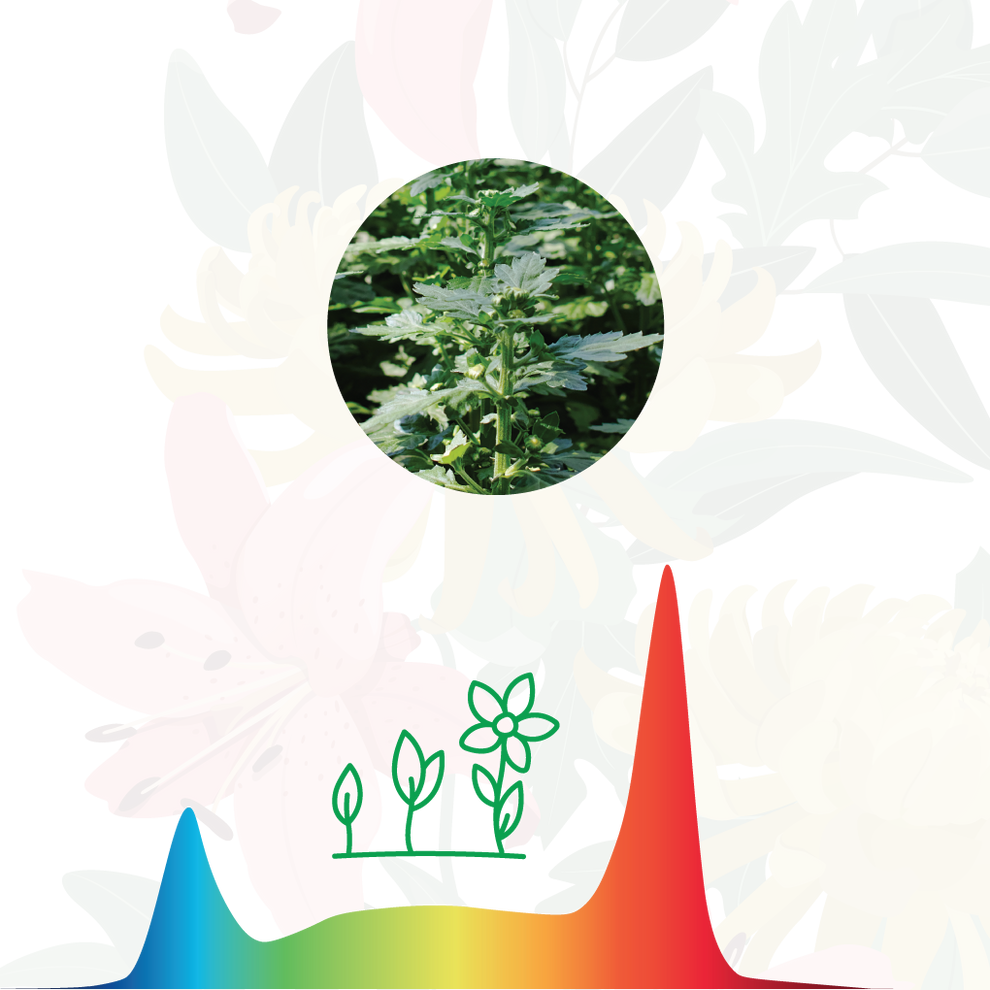 HortiPower Bloomer Pro (Flowering lamp) E27